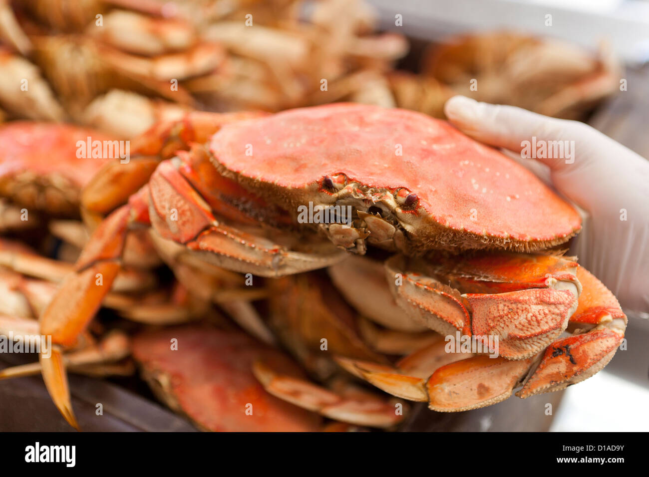 Cooked Dungeness crab closeup Stock Photo - Alamy