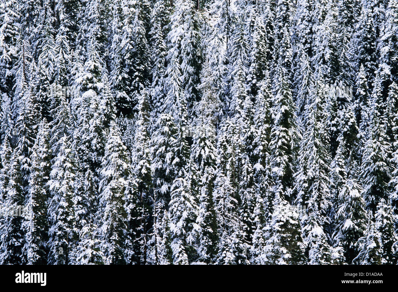 Washington, Cascade Mountains, Snoqualmie National Forest, Fresh Snow ...