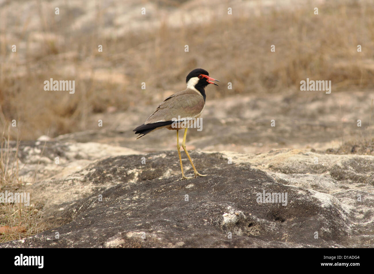 The Red-wattled Lapwing : Vanellus indicus Stock Photo - Alamy