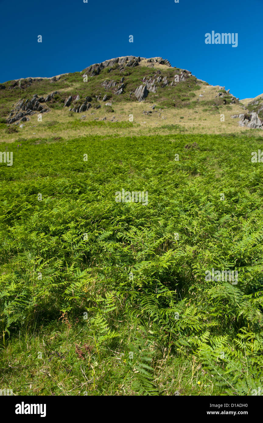 Bracken covered hills hi-res stock photography and images - Alamy