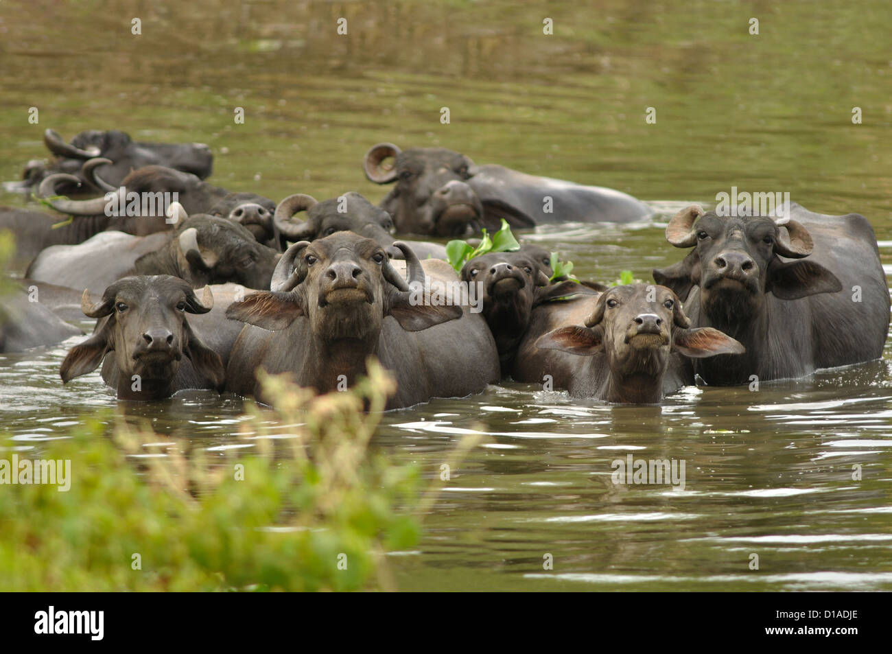 Buffalo breed hi-res stock photography and images - Alamy