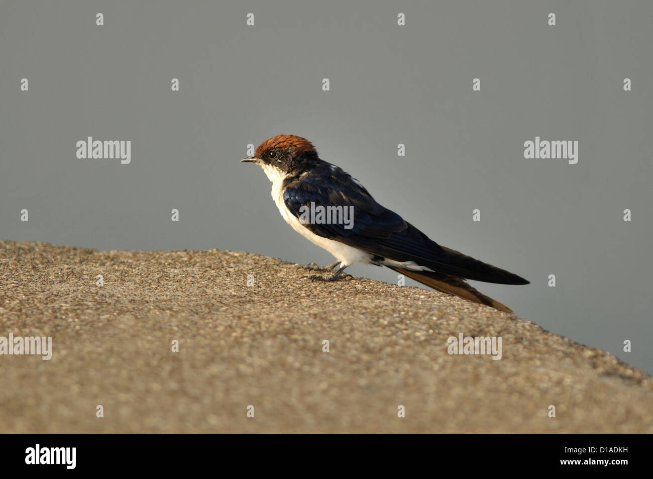 Wire-tailed Swallow : Hirundo smithii Stock Photo - Alamy