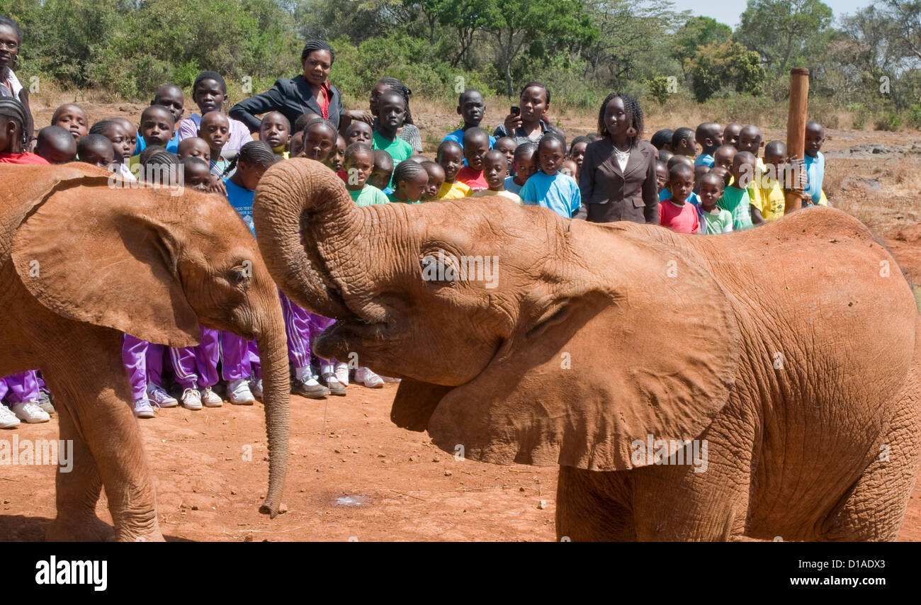 Two Orphaned African elephants at David Sheldrick Wildlife Trust ...