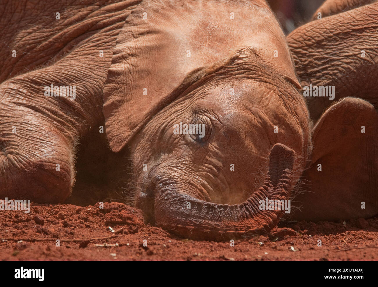 Elephant lying down hi-res stock photography and images - Alamy
