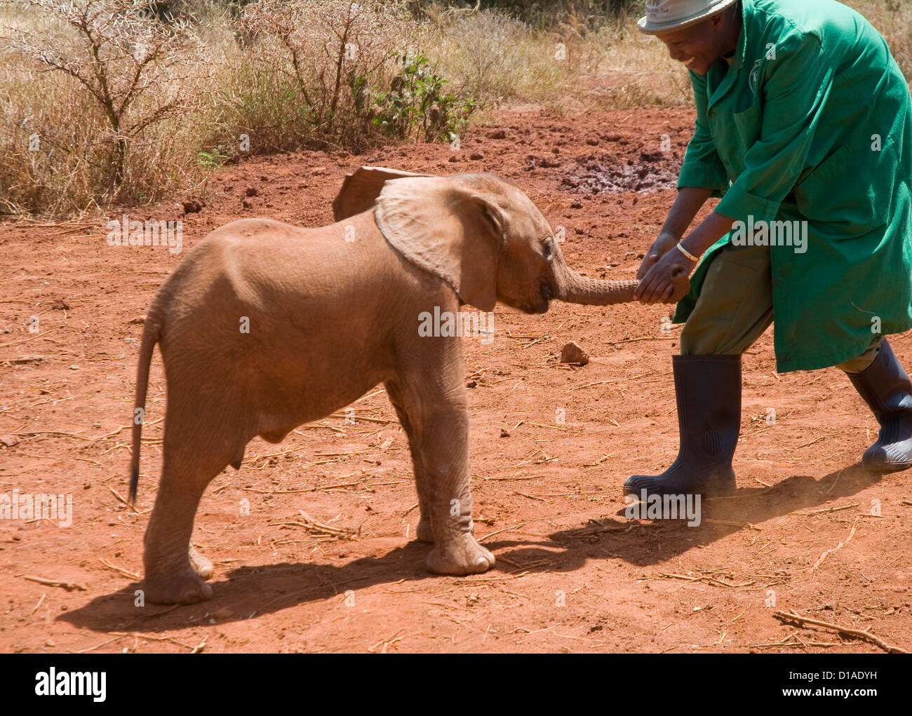 Orphaned African elephant with keeper at the David Sheldrick Wildlife ...