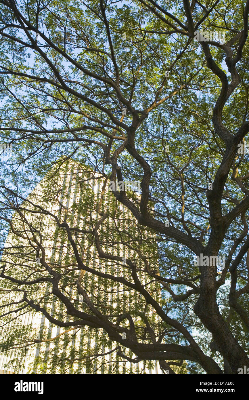 Hawaii, Oahu, Honolulu, Downtown, View Of Amfac Tower Through Monkey ...