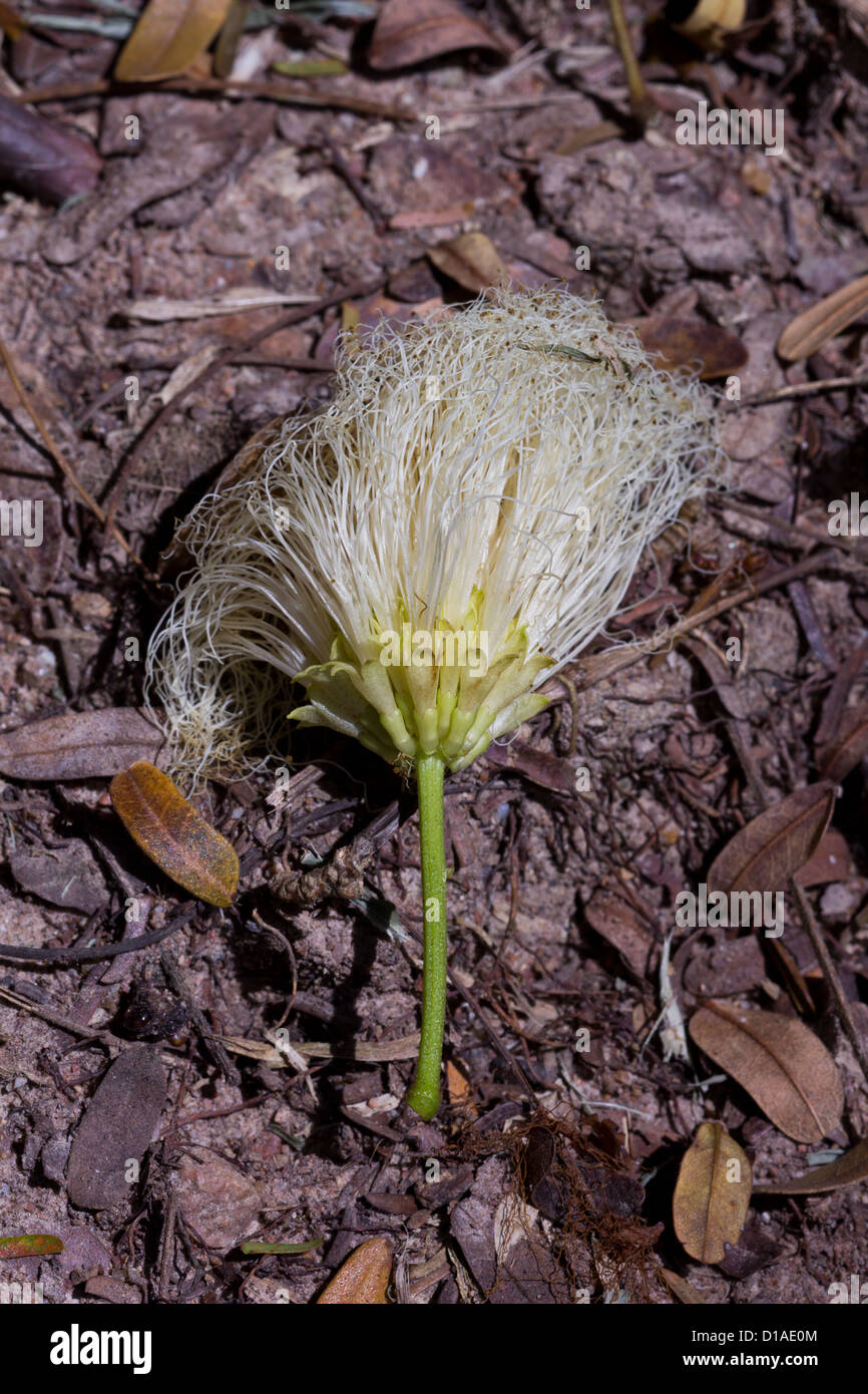 Powderpuff tree hi-res stock photography and images - Alamy