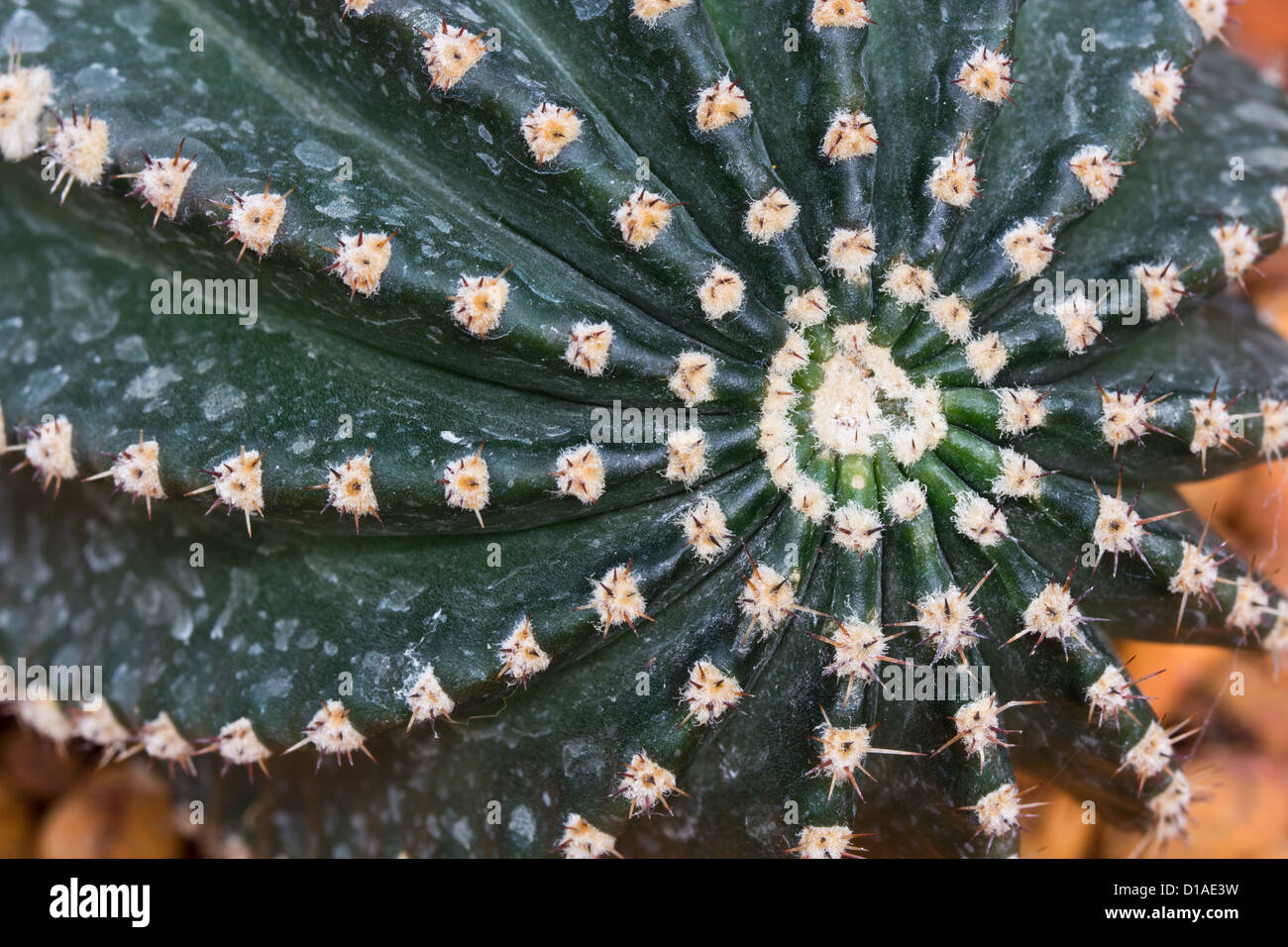 Closeup Cactus in Details and Patterns Stock Photo - Alamy
