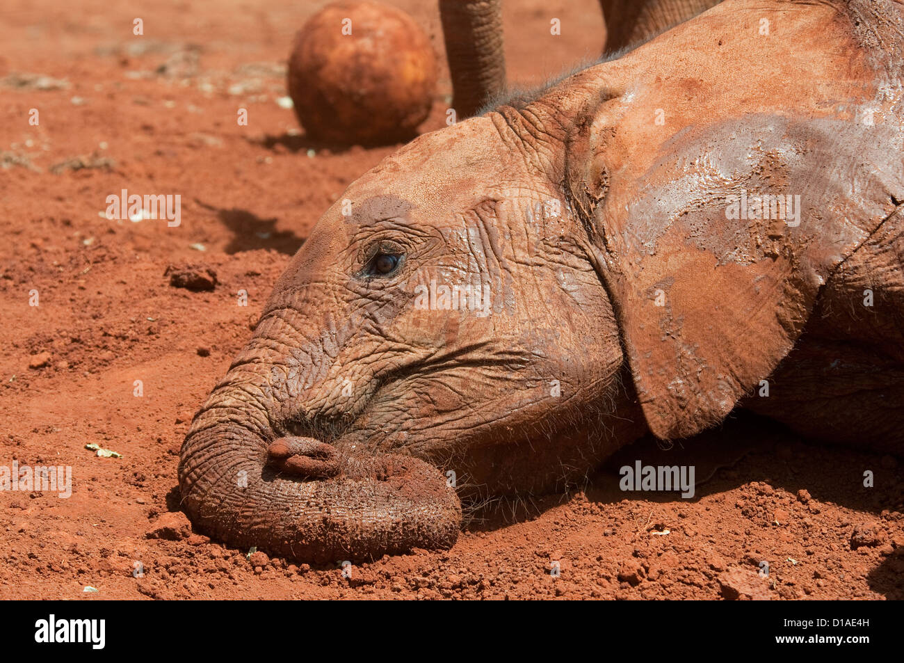 Orphaned baby African elephant with head resting on ground-David ...
