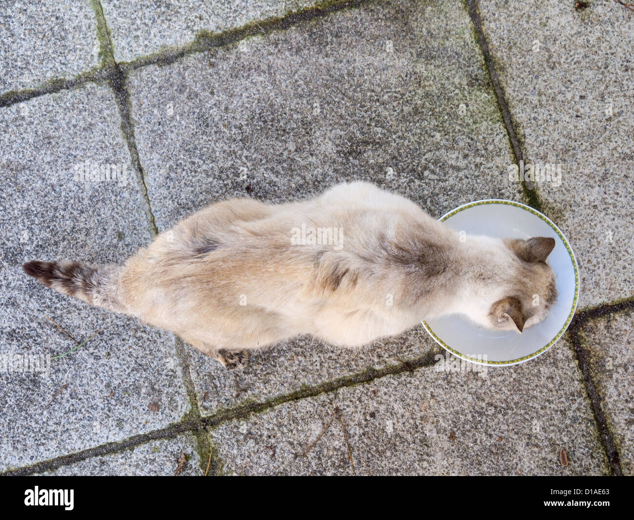 Cat eating from bowl Stock Photo - Alamy