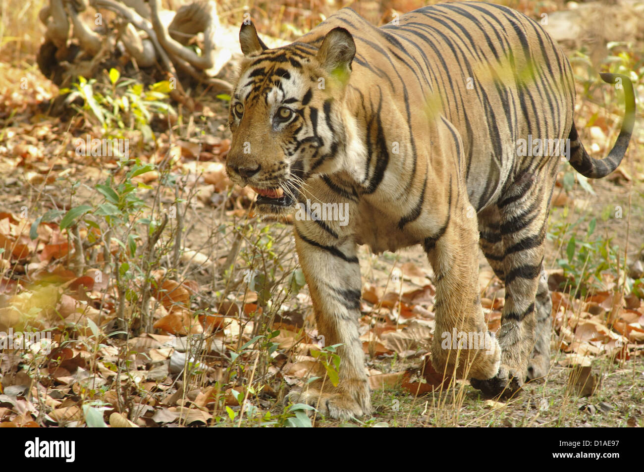 B2 a famous male bengal Tiger in Bandhavgadh National park. : Panthera ...