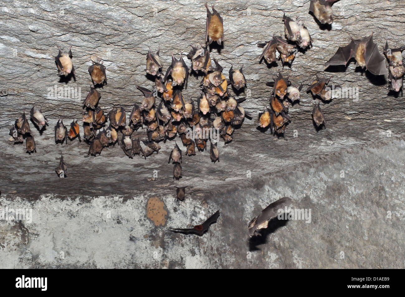Bats in cave, bandhavgadh national park, Madhya Pradesh, India Stock ...