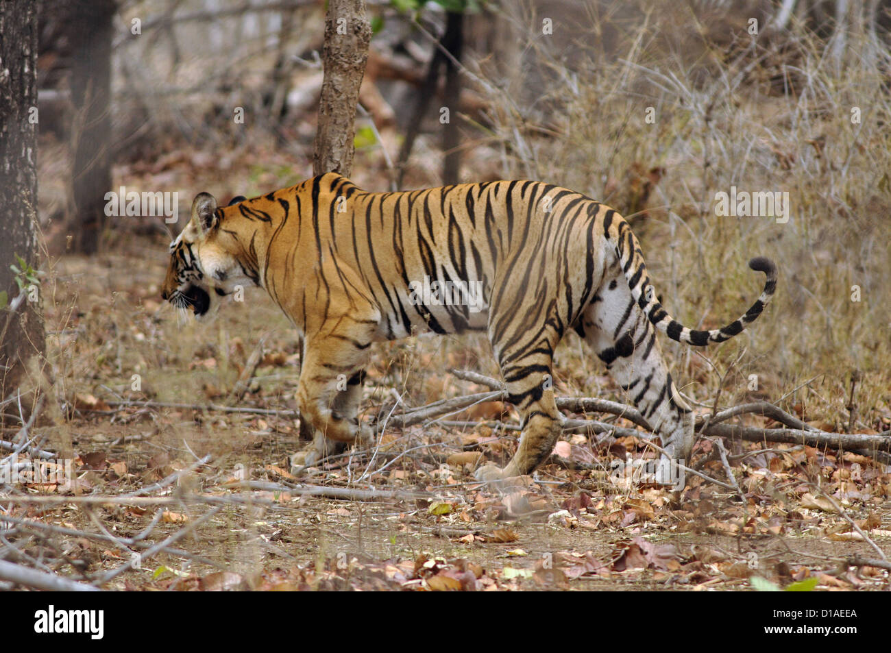 B2 a famous male Tiger in Bandhavgadh National park. Madhta Pradesh ...