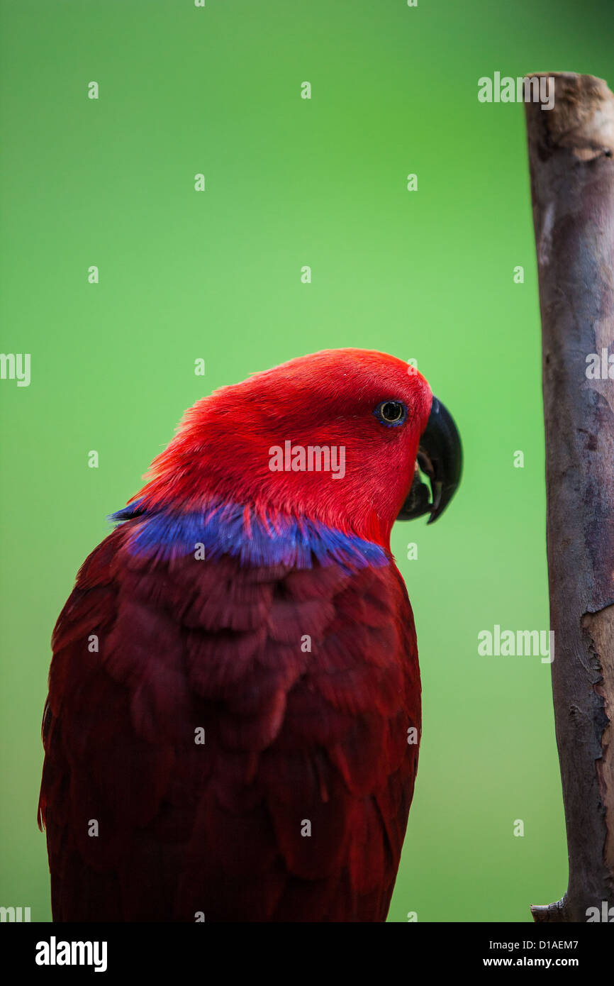 Eclectus Parrot red blue bird Stock Photo - Alamy