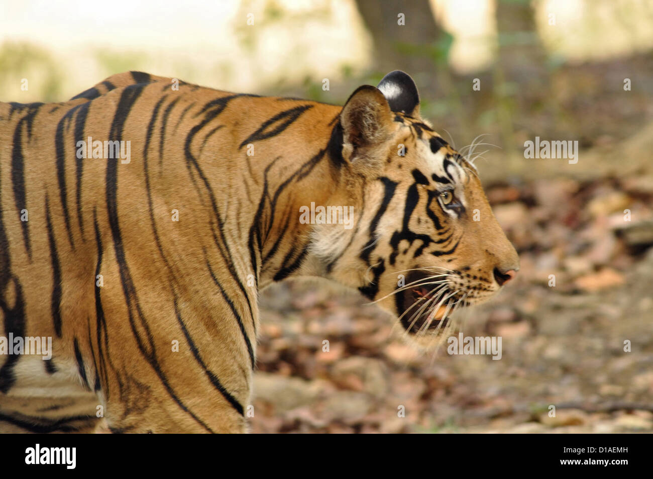 Tiger. Kanha Tiger Reserve, Madhya Pradesh, INDIA. Panthera tigris ...