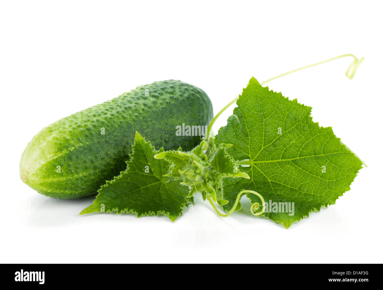 Ripe cucumber fruit with leaves. Isolated on white background Stock ...