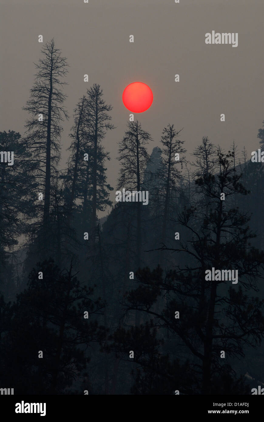 Smoky sky caused by forest fires turning the sun red over a forested ...