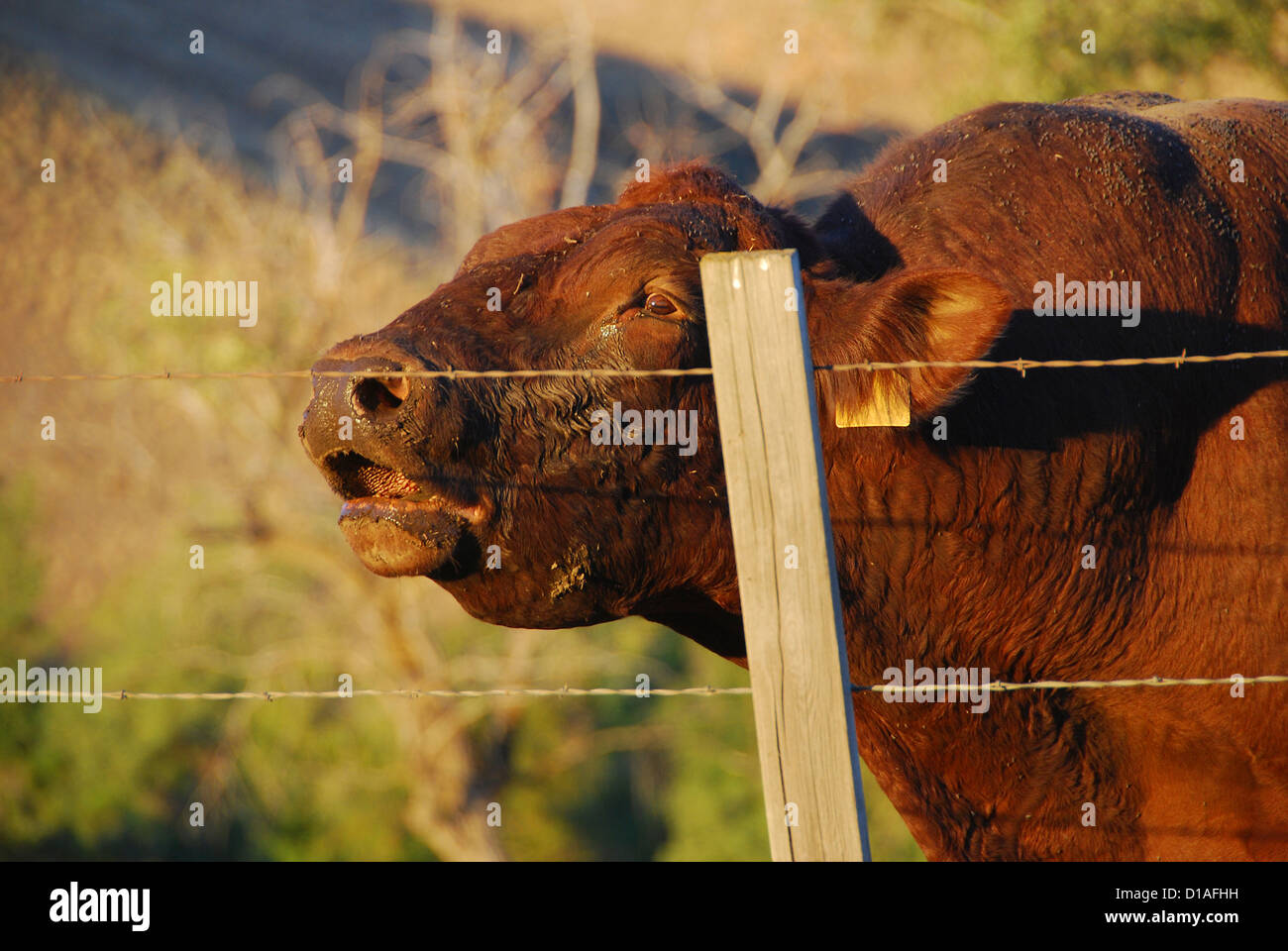 Bellowing cow hi-res stock photography and images - Alamy