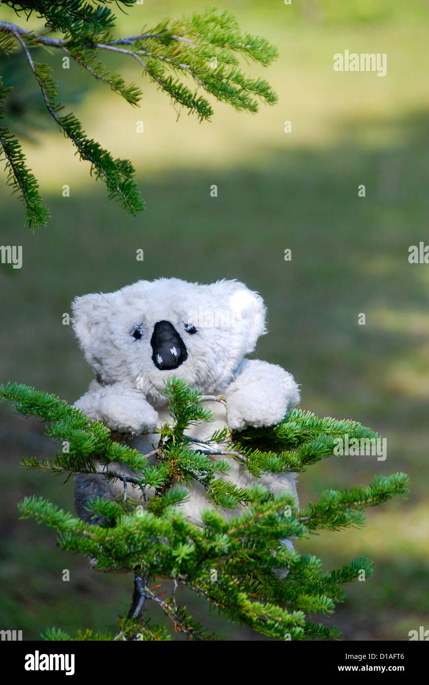 Stuffed animal in a tree, Wallowa Mountains, Oregon Stock Photo - Alamy