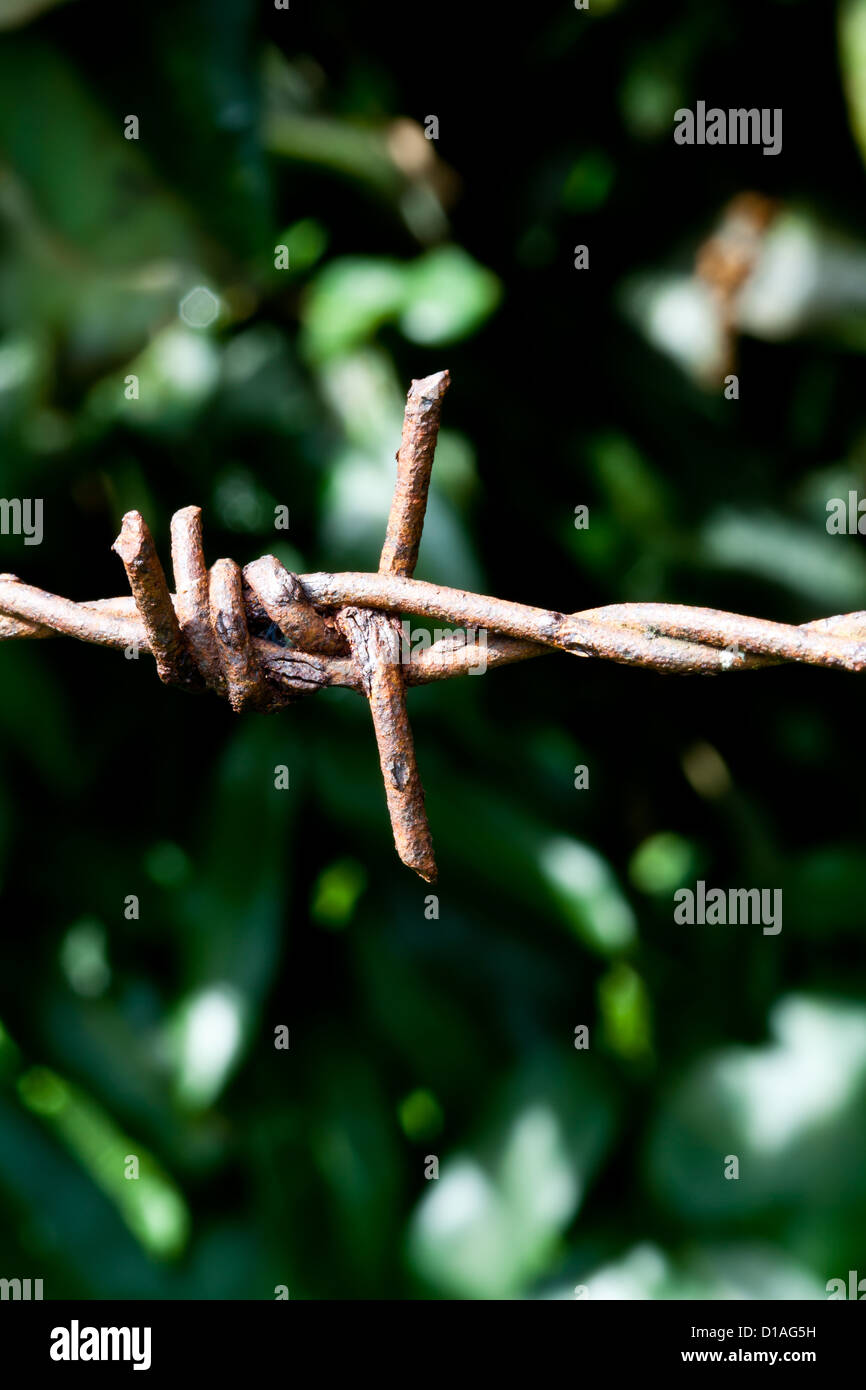 Spike wire hi-res stock photography and images - Alamy