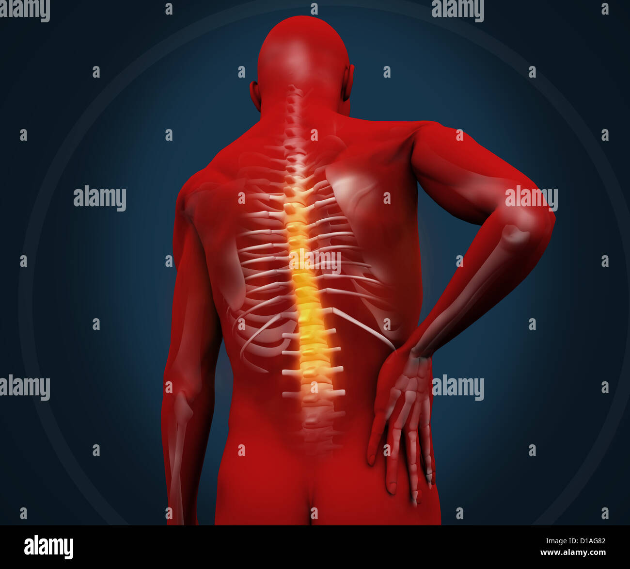 Red vertebrae hi-res stock photography and images - Alamy