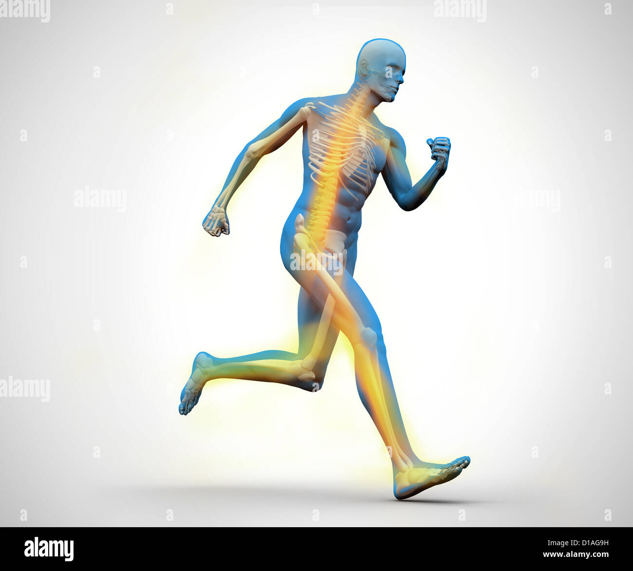 Human skeleton running hi-res stock photography and images - Alamy