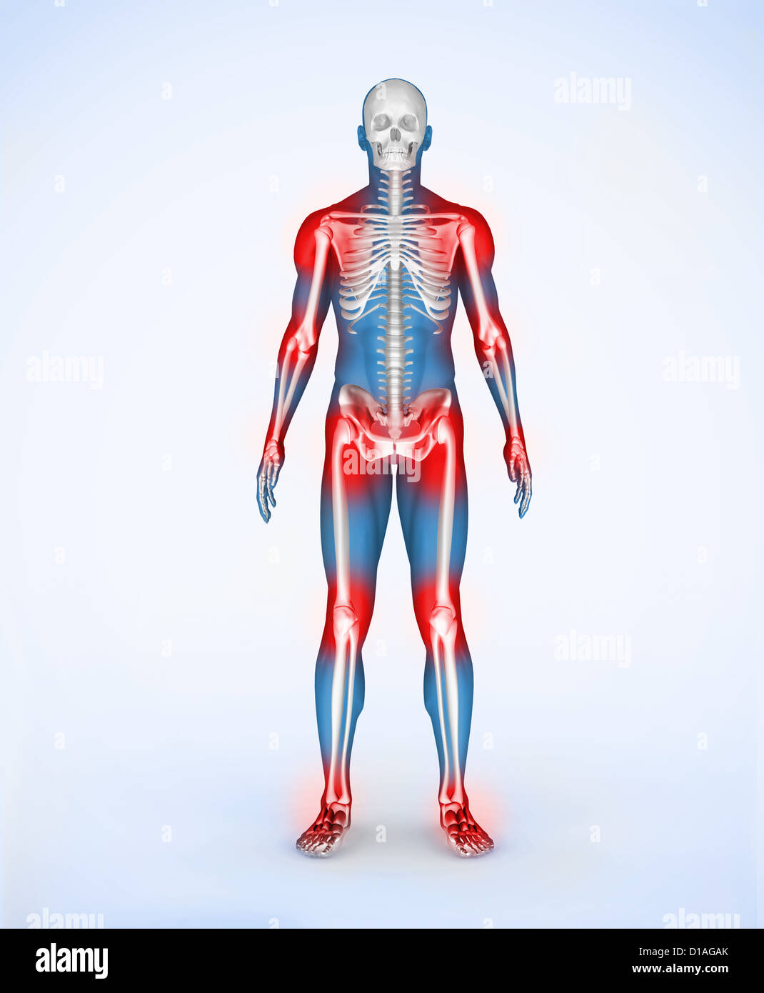 Hip joints skeleton hi-res stock photography and images - Alamy
