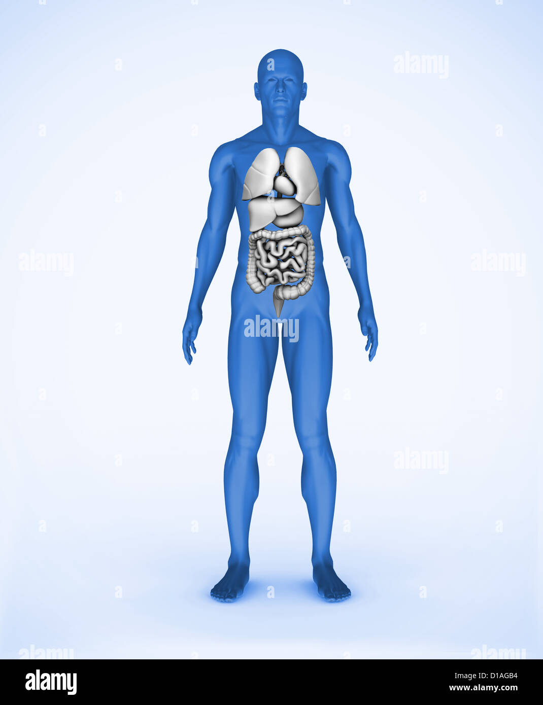 Human body organs diagram hi-res stock photography and images - Alamy