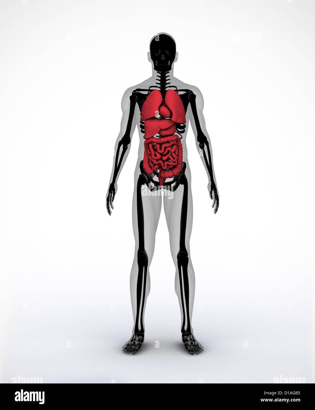 Rib cage organs hi-res stock photography and images - Alamy