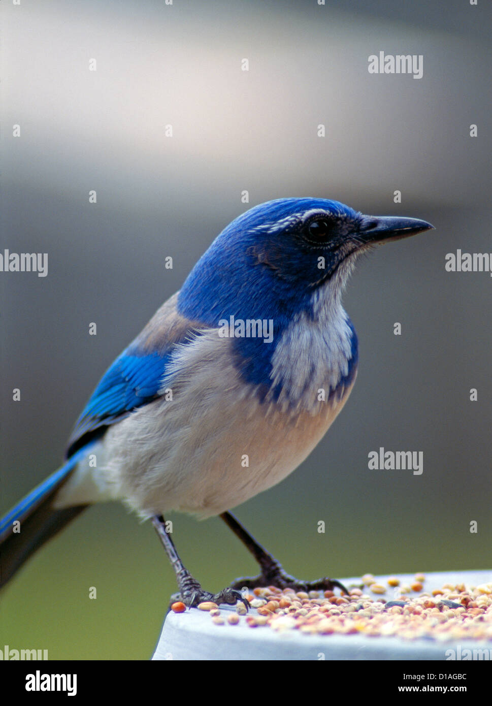 The Wildlife Western Scrub Jay photographed in the spring at Blue River ...