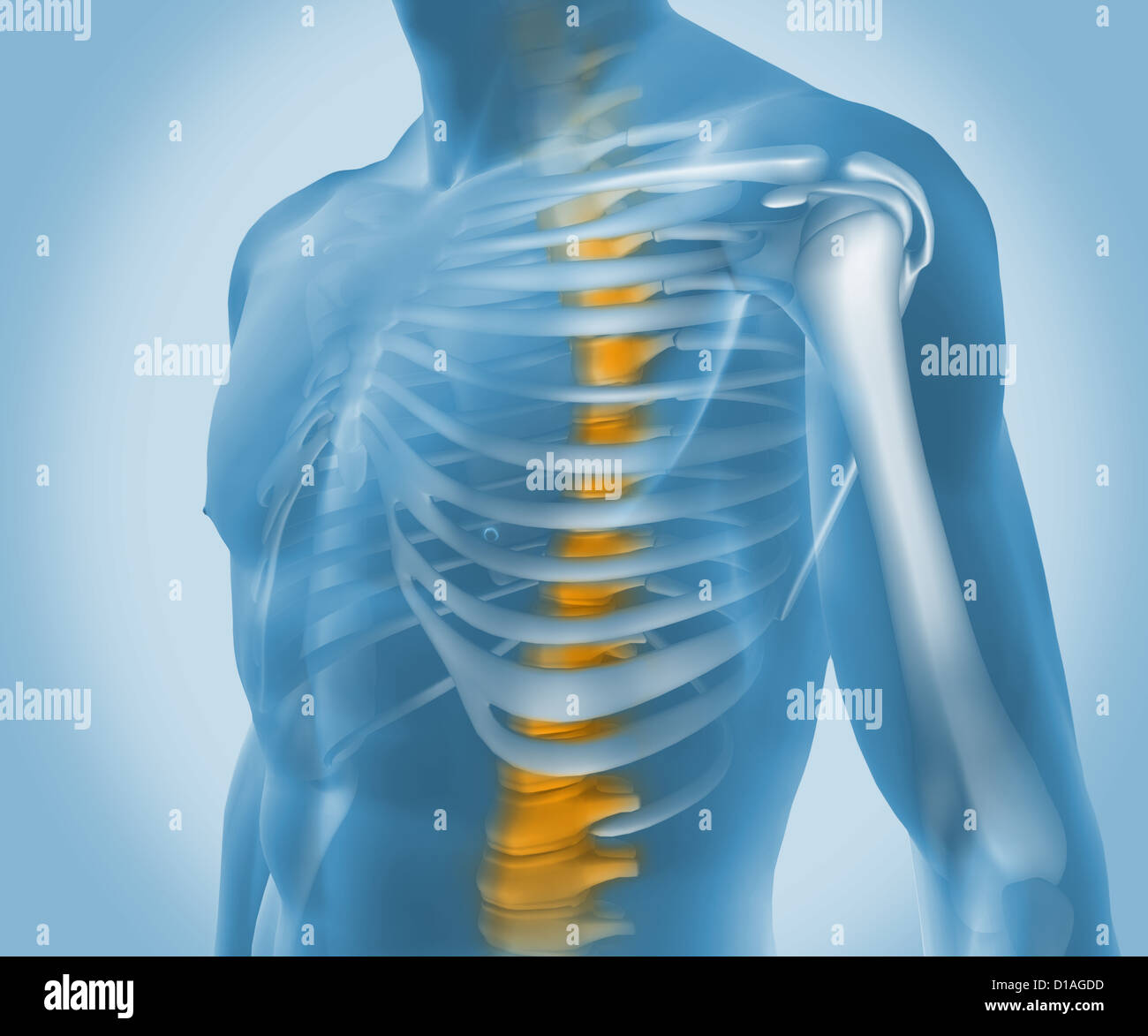 Transparent human body hi-res stock photography and images - Alamy
