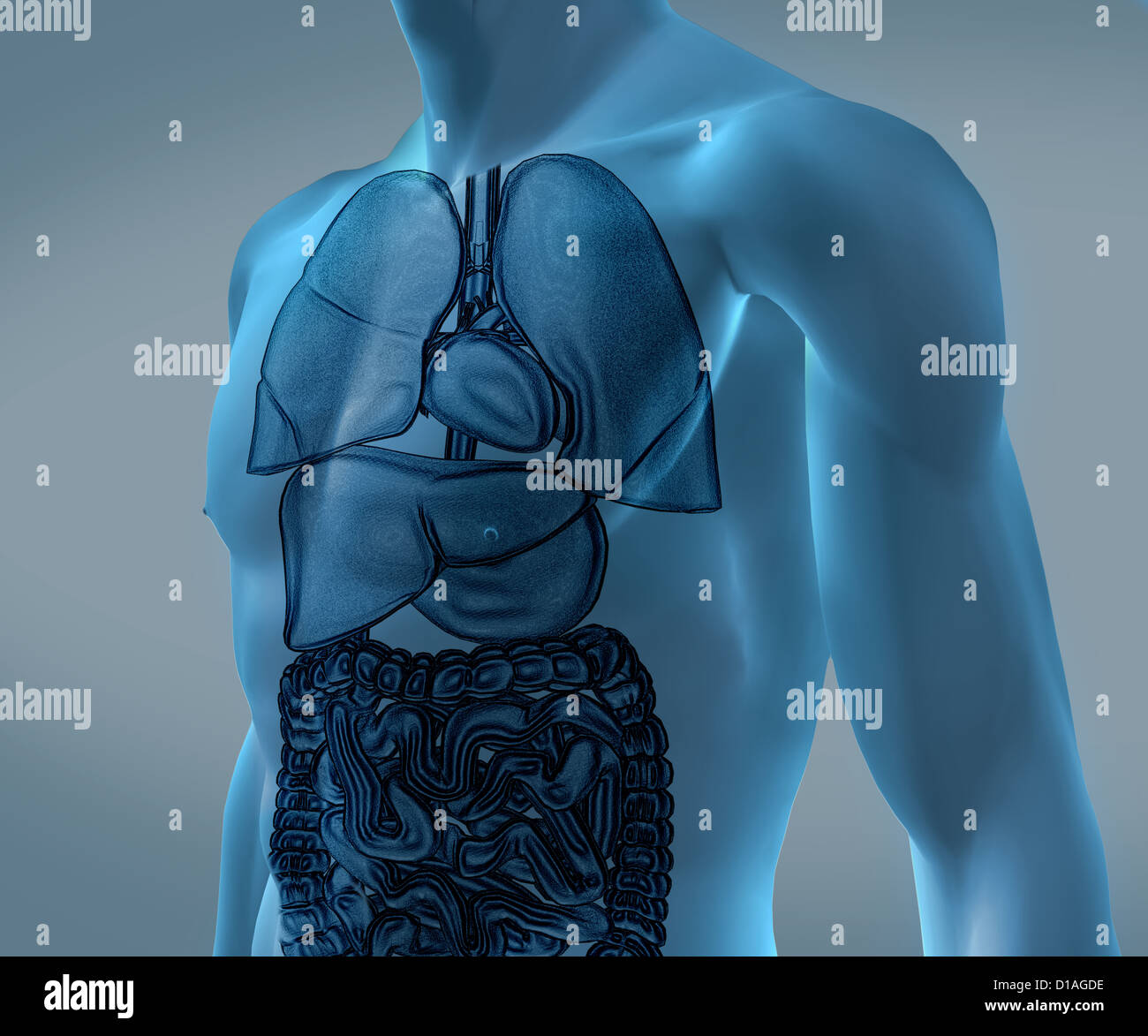 Transparent human body internal organs hi-res stock photography and ...