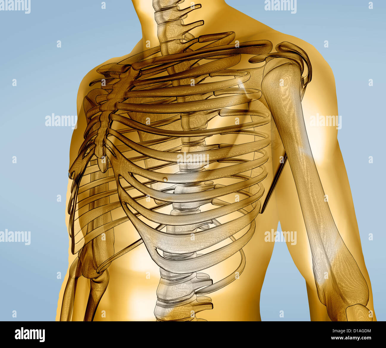 Visible body hi-res stock photography and images - Alamy