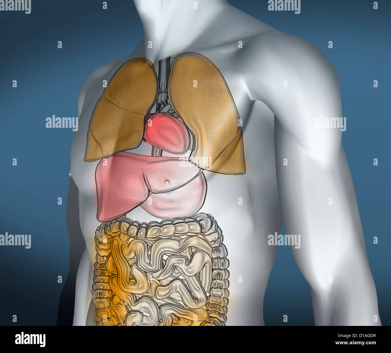 Colourful transparent digital body with visible organs Stock Photo - Alamy