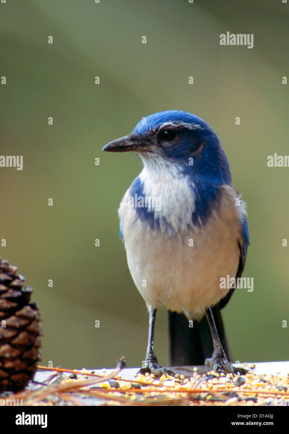 Western scrub jay feeding hi-res stock photography and images - Alamy