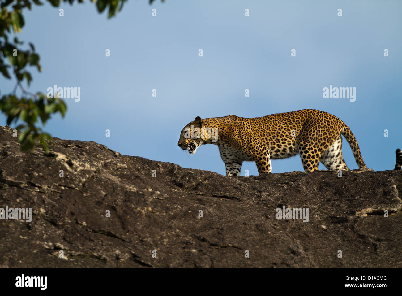 Leopard on the rock hi-res stock photography and images - Alamy