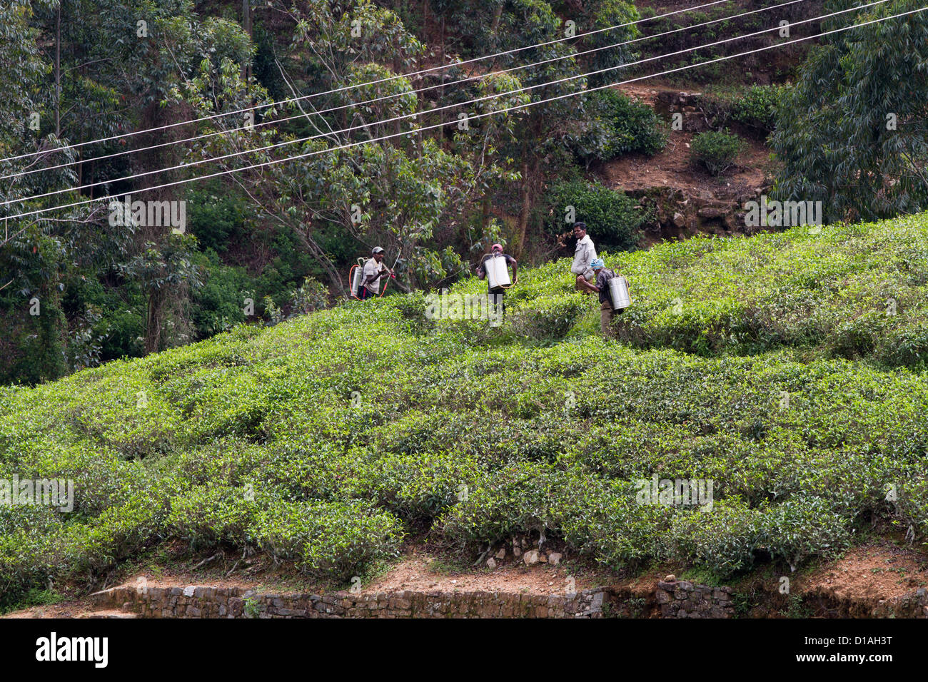 Weedicide hi-res stock photography and images - Alamy