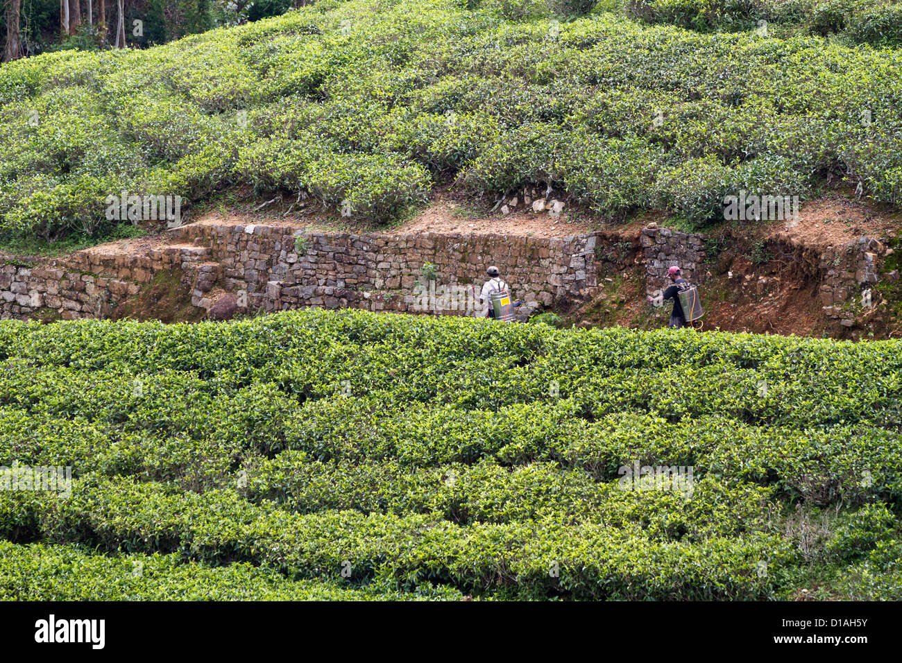 Pesticides spraying on a Tea Plantation in Sri Lanka. Unregulated and ...