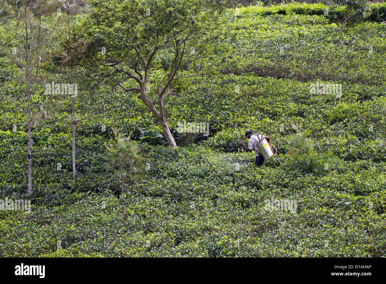 Pesticides spraying on a Tea Plantation in Sri Lanka. Unregulated and ...