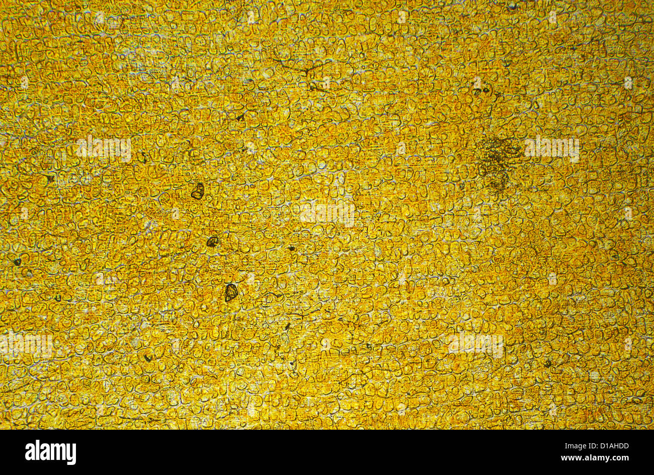 Tomato under the microscope, background. (Solanum lycopersicum Stock ...