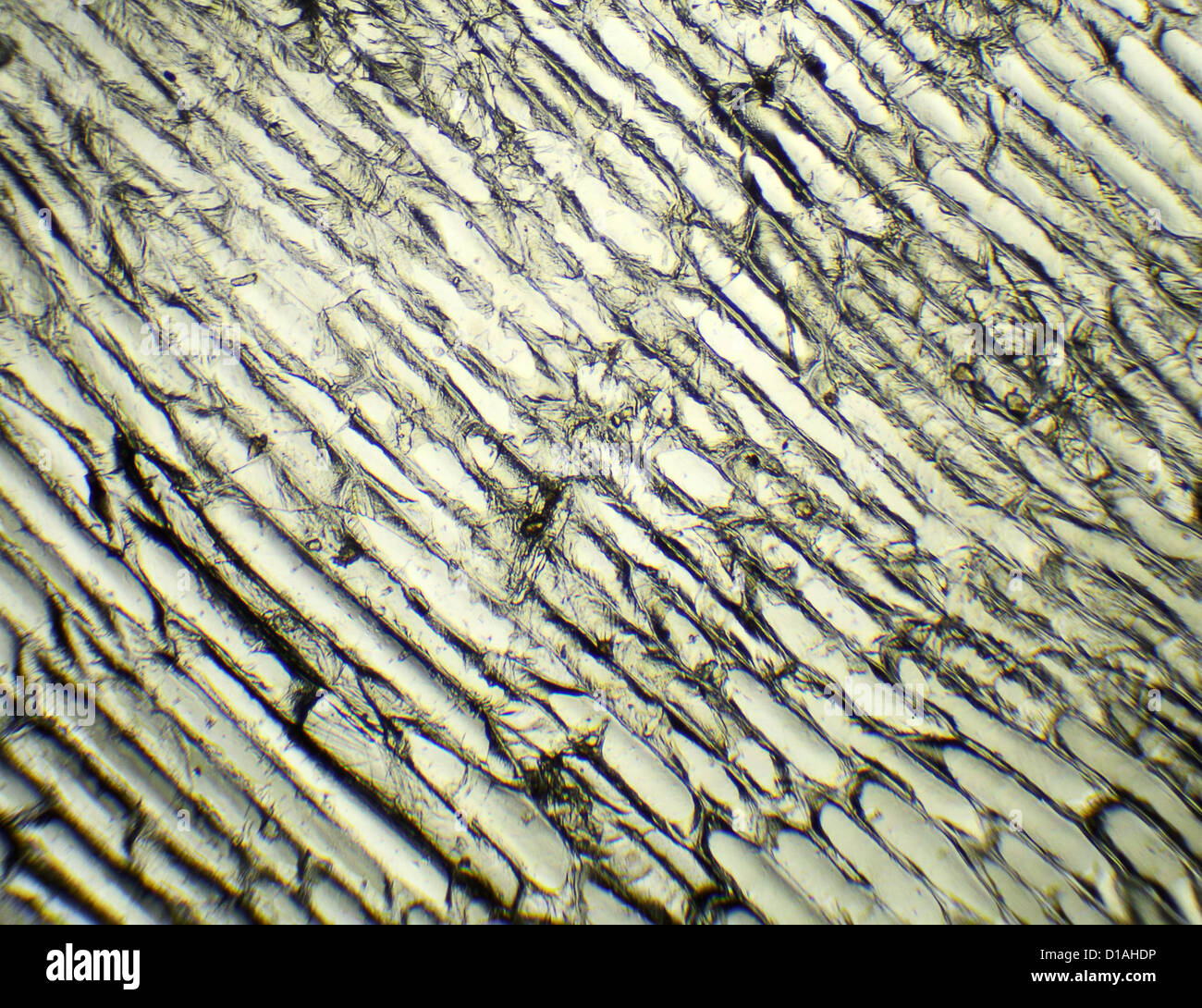 Onion cells hi-res stock photography and images - Alamy