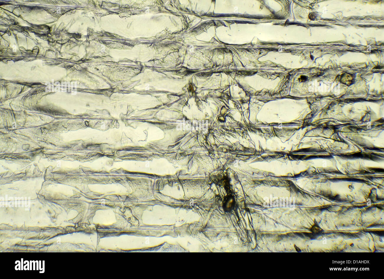 Onion cells hi-res stock photography and images - Alamy