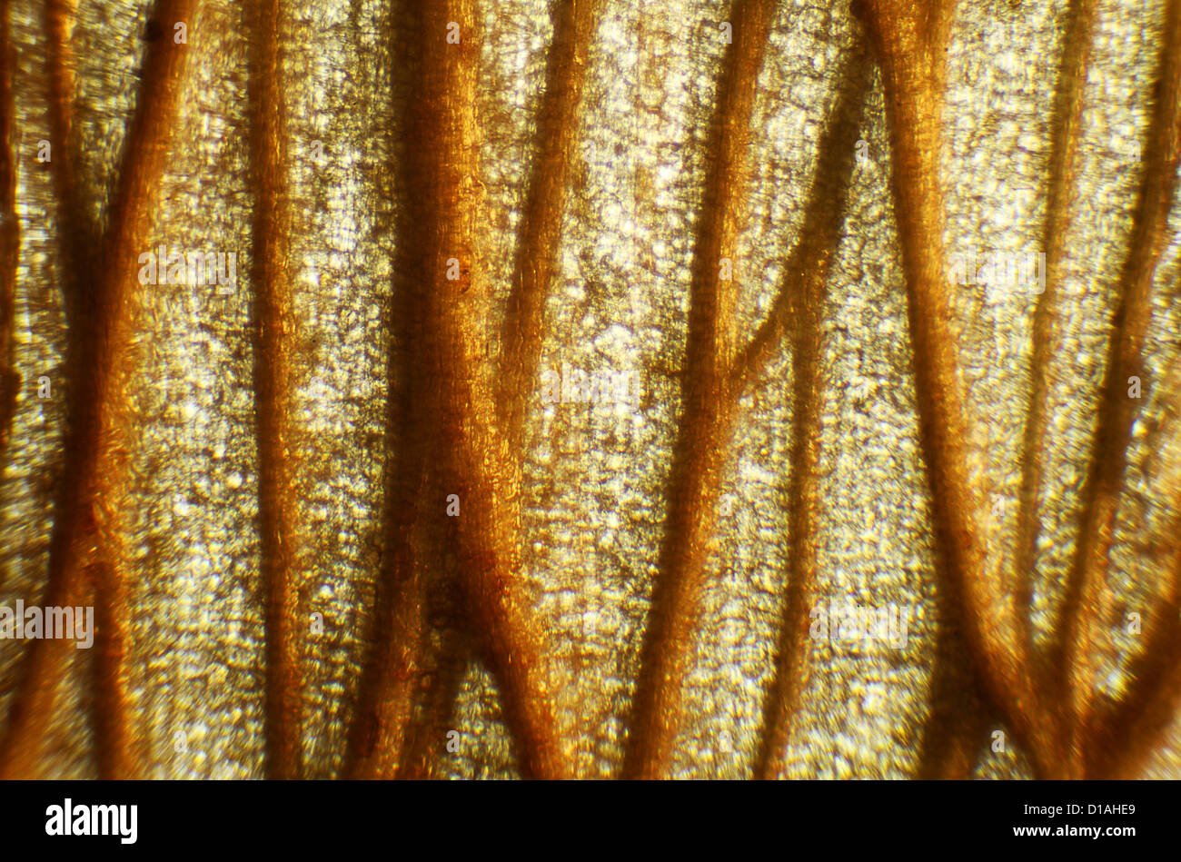 crocus under the microscope, background. (crocus Stock Photo - Alamy