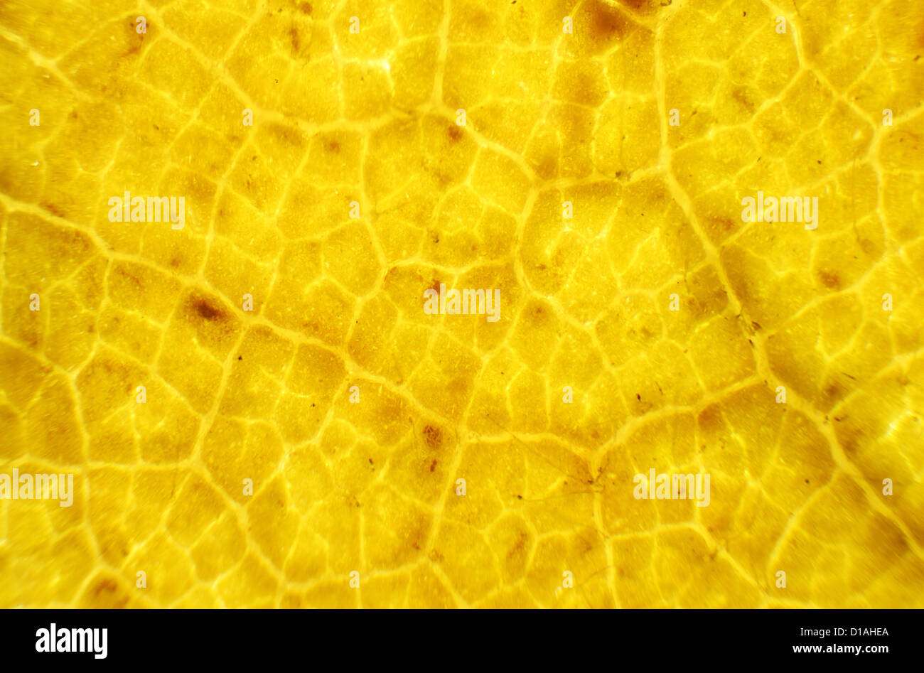 oak leaf under the microscope, background. (Quercus Stock Photo - Alamy