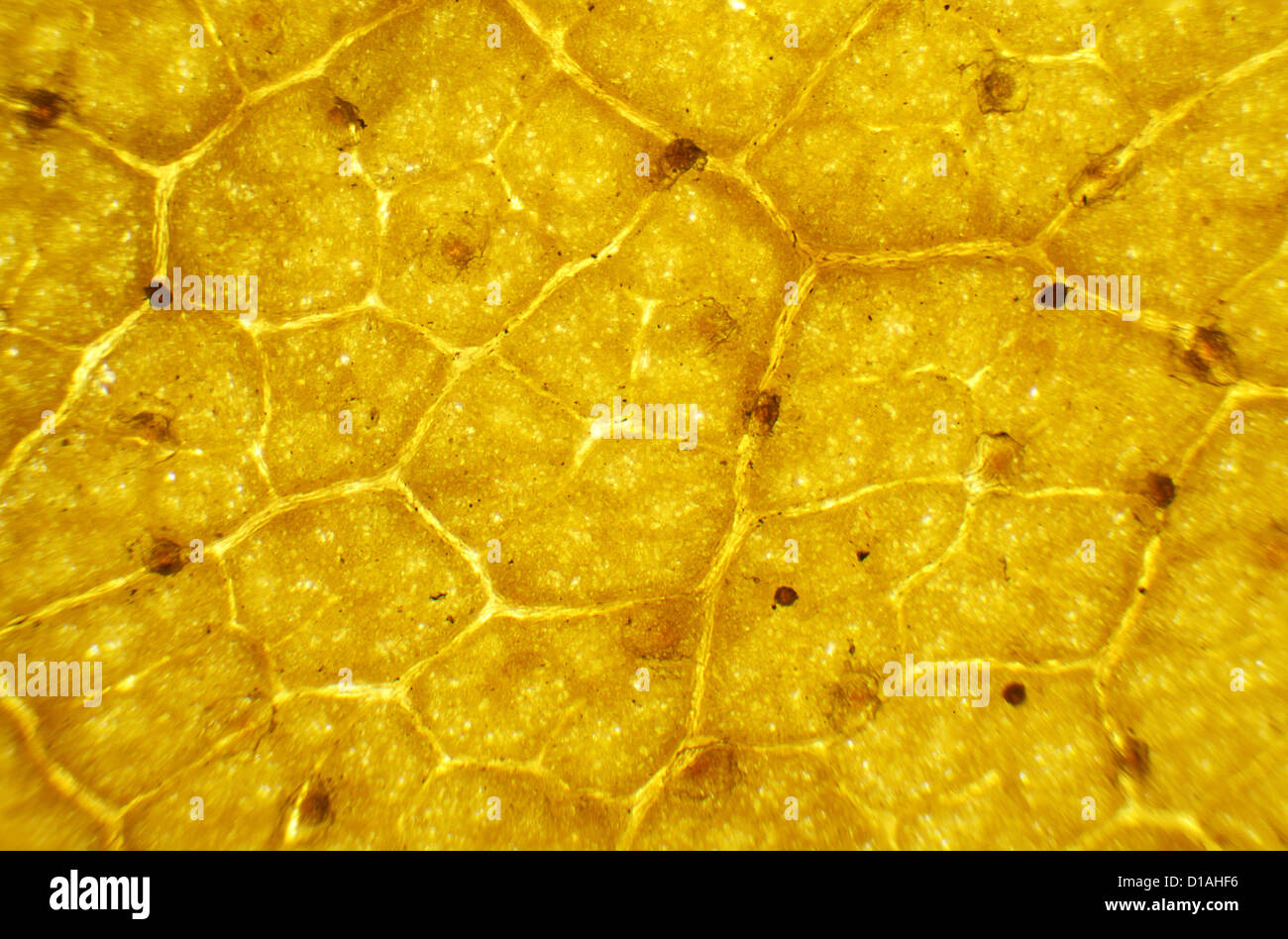 Birch leaf under the microscope, background. (Betula Stock Photo - Alamy