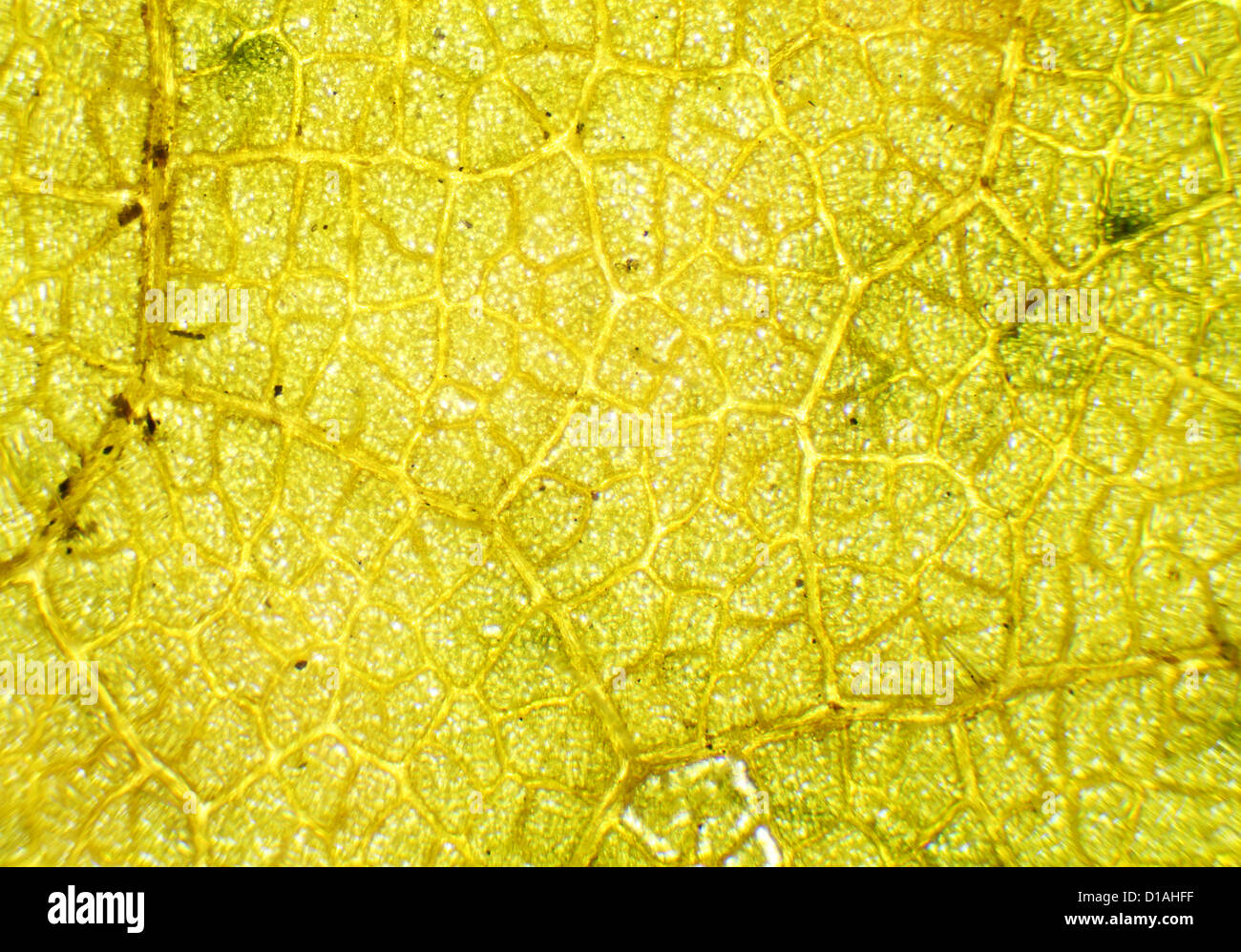 Linden leaf under the microscope, background. (Tilia Stock Photo - Alamy
