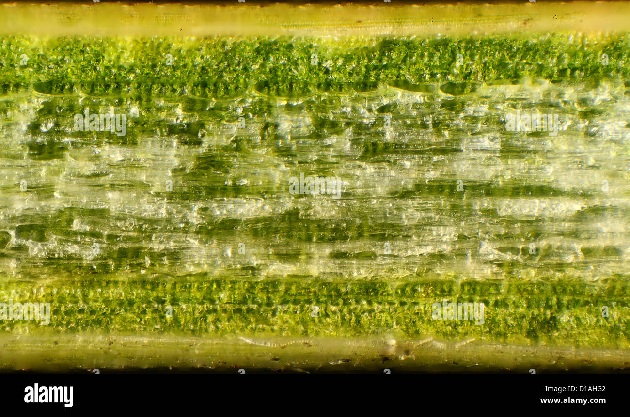 Pine needles under the microscope, background. (Pinus Stock Photo - Alamy