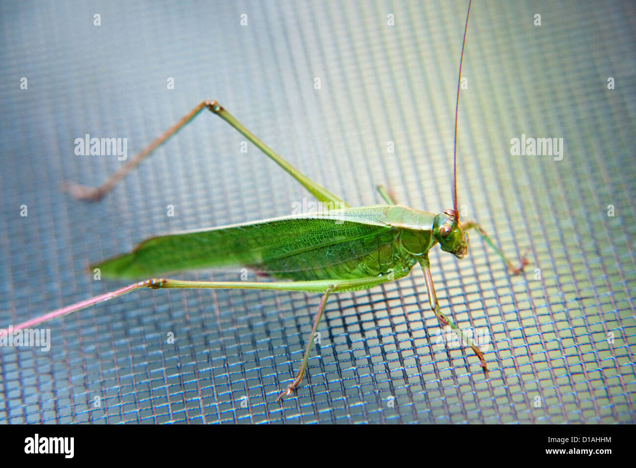 Katydid grasshopper hi-res stock photography and images - Alamy