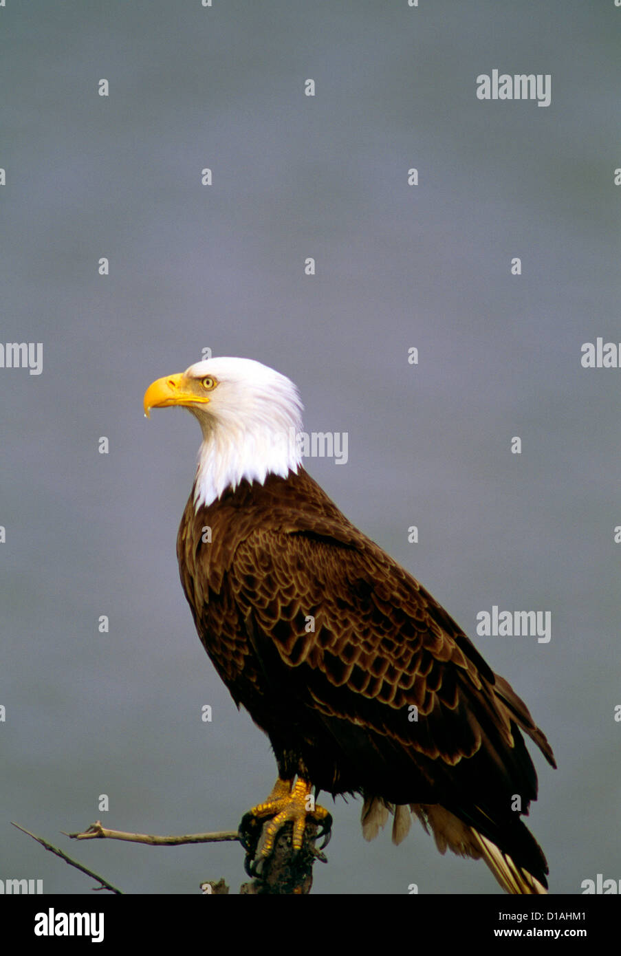 Adult bold eagle hi-res stock photography and images - Alamy