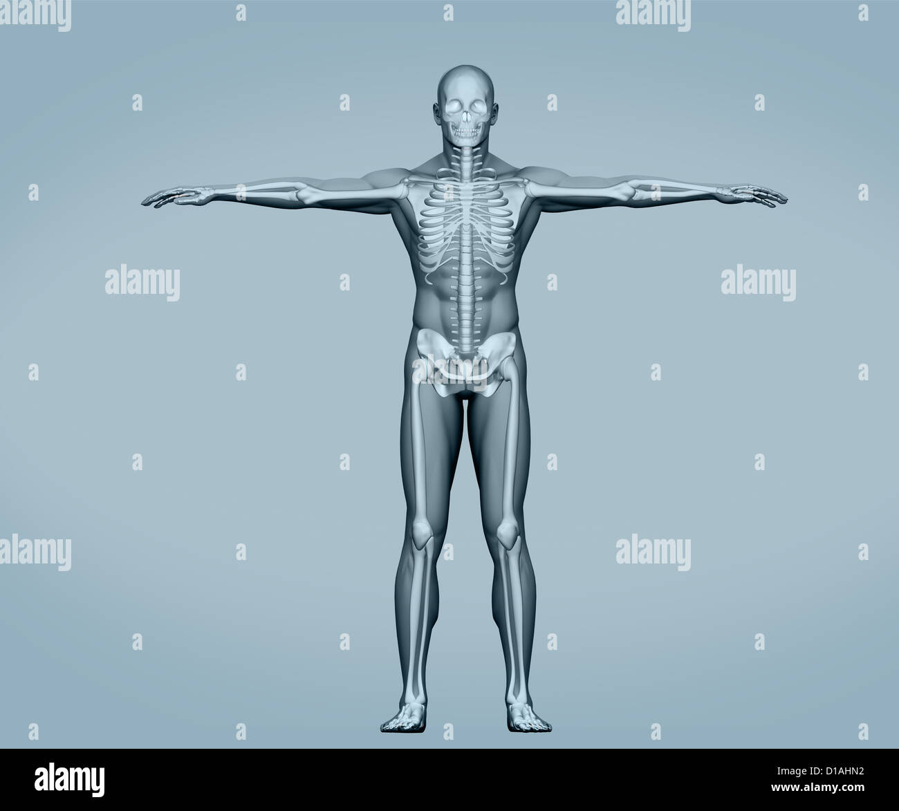 Skeleton body model hi-res stock photography and images - Alamy